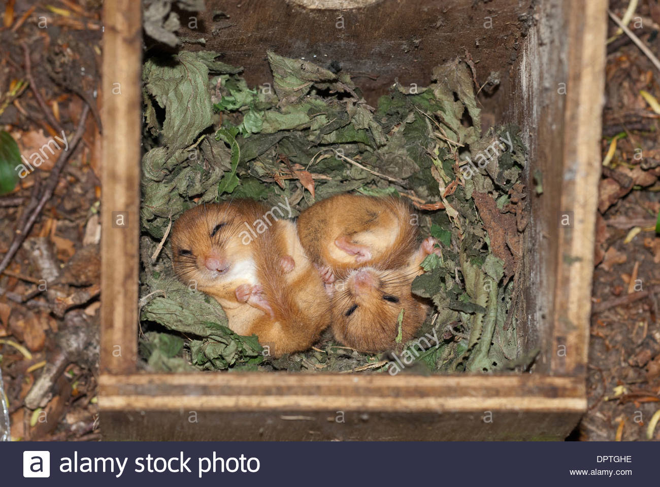Dormice box uk hi-res stock photography and images - Alamy