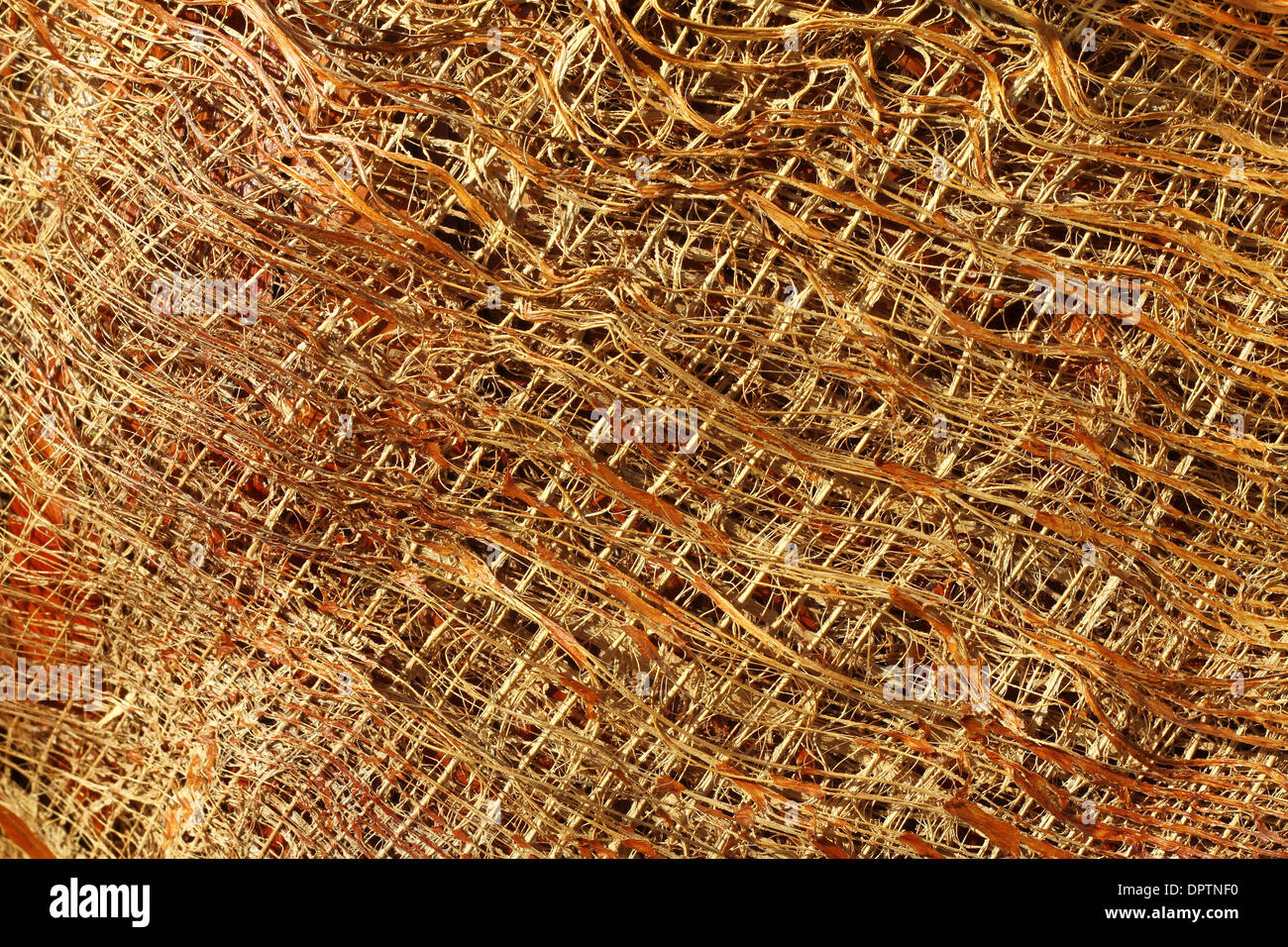 Palm tree bark texture Stock Photo - Alamy Palm tree bark texture Stock Photo - Alamy