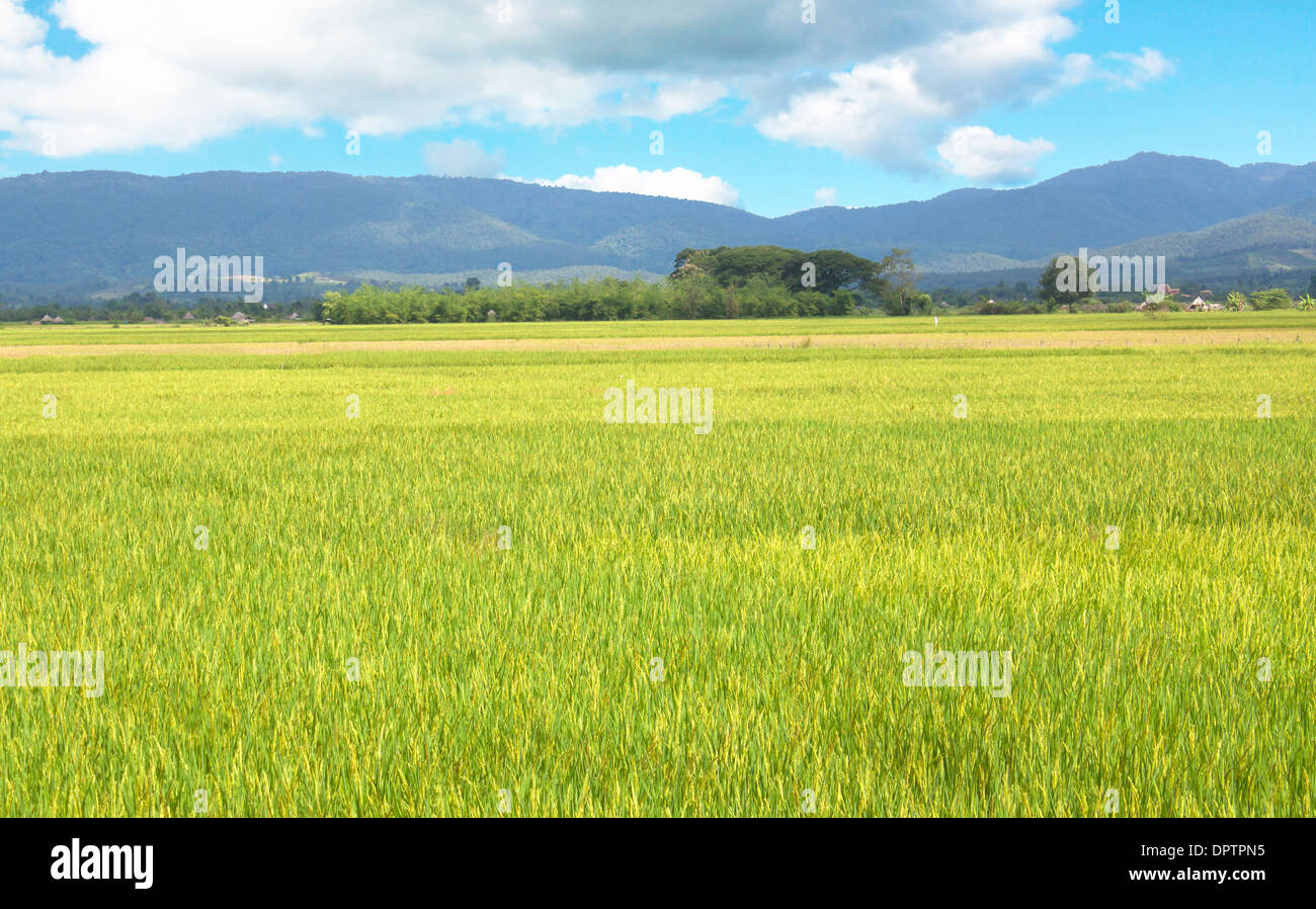 Paddy field of yellow rice harvest season Stock Photo - Alamy