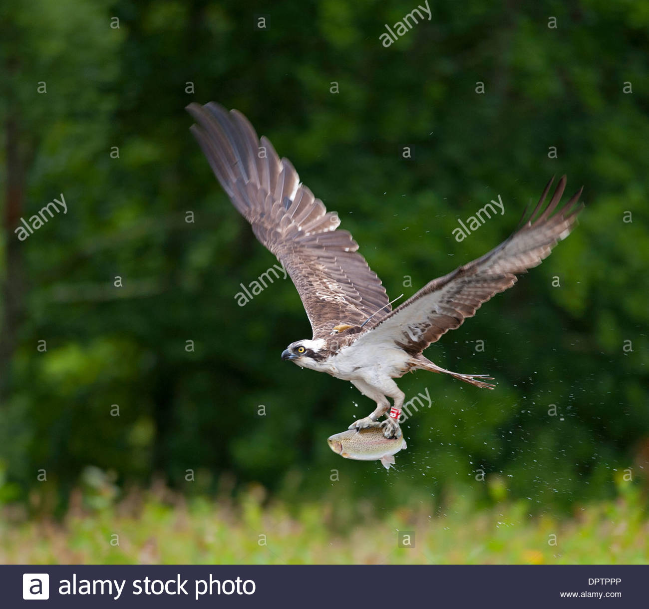 Peregrine falcon eggs ddt hi-res stock photography and images - Alamy