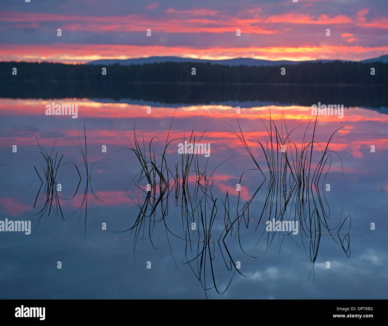 Loch garten rspb reserve hi-res stock photography and images - Alamy