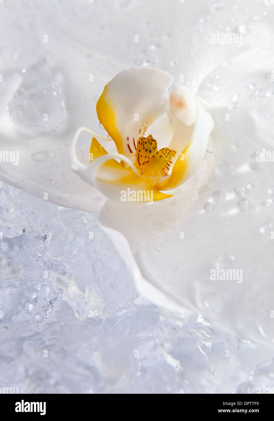 white orchid on a ice, focus on flower Stock Photo - Alamy