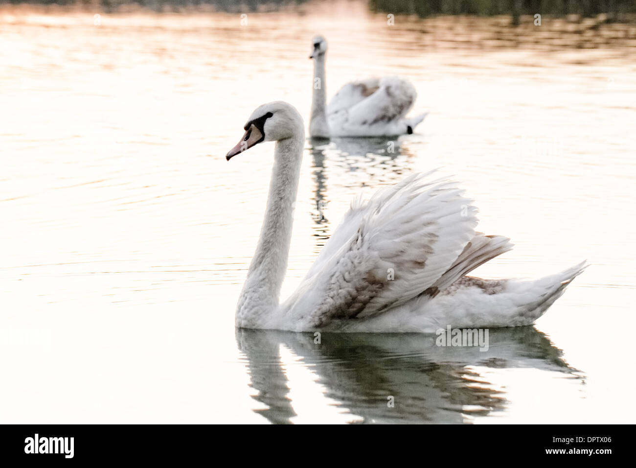 Lonely swan hi-res stock photography and images - Alamy