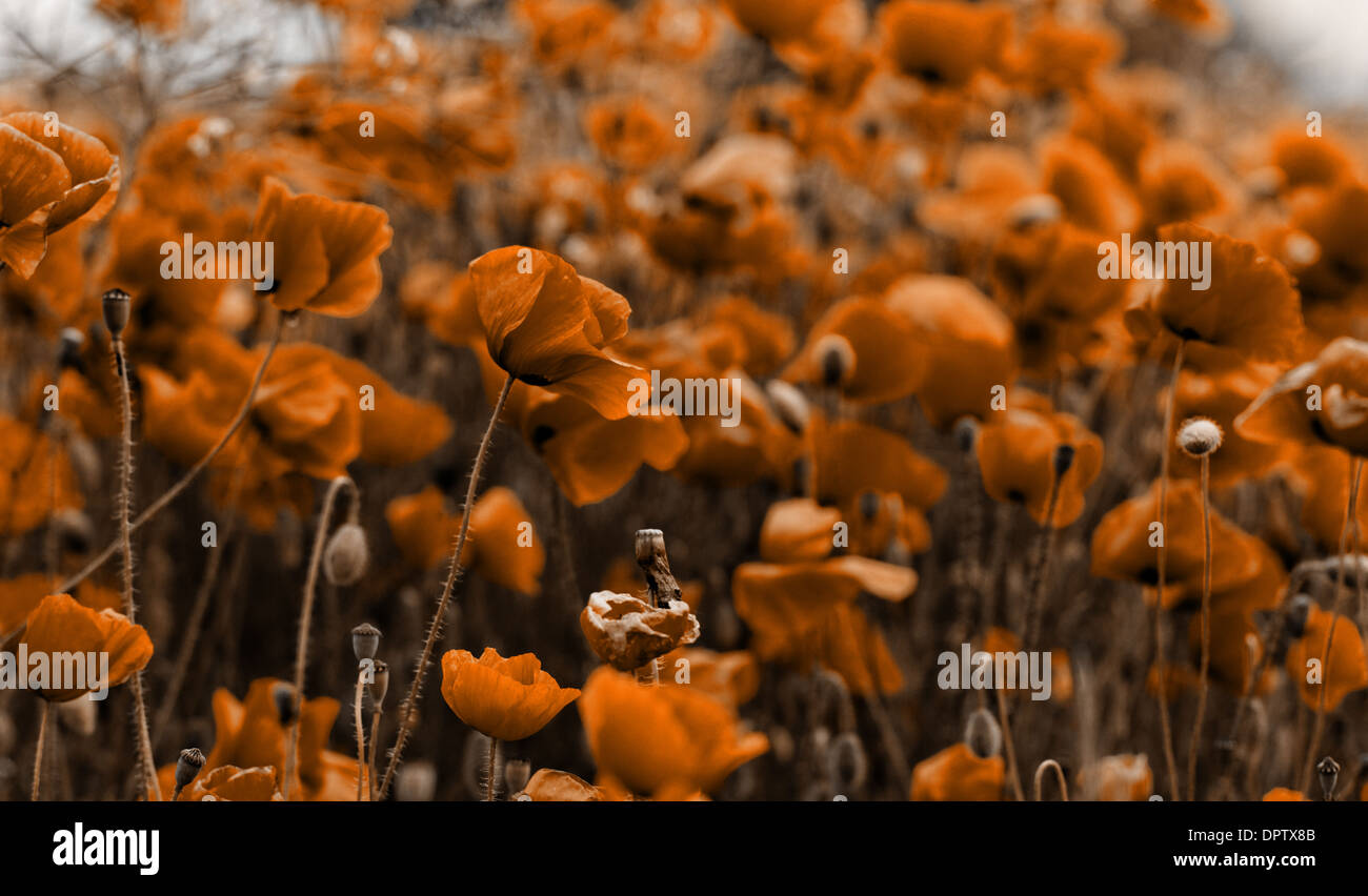 Sepia tone flower hi-res stock photography and images - Alamy
