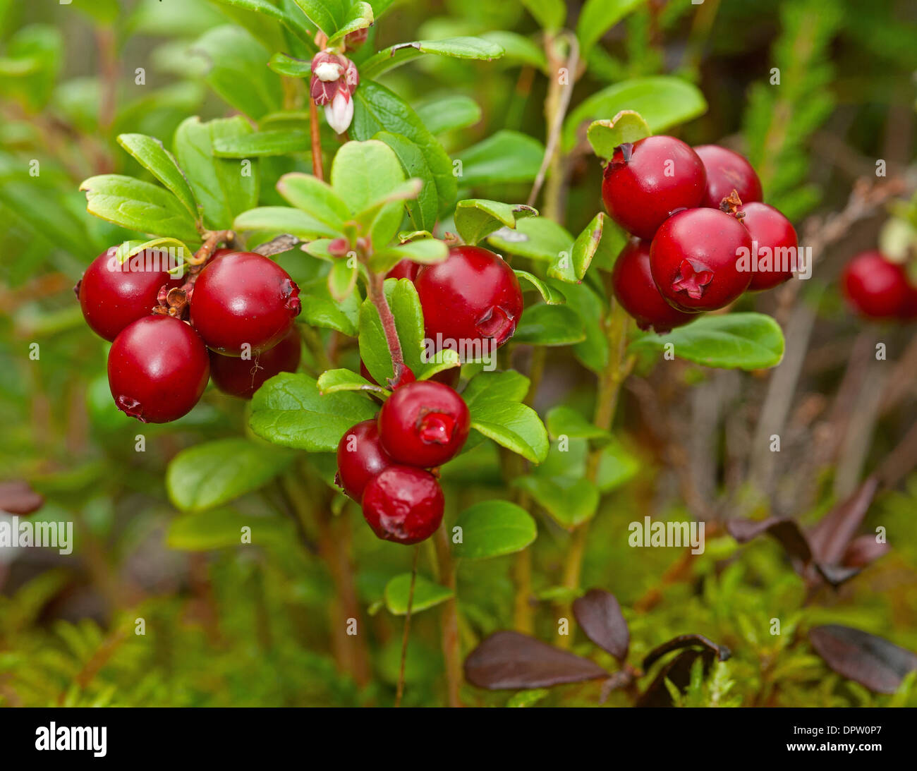 Short evergreen shrub in the heath family hi-res stock photography and ...