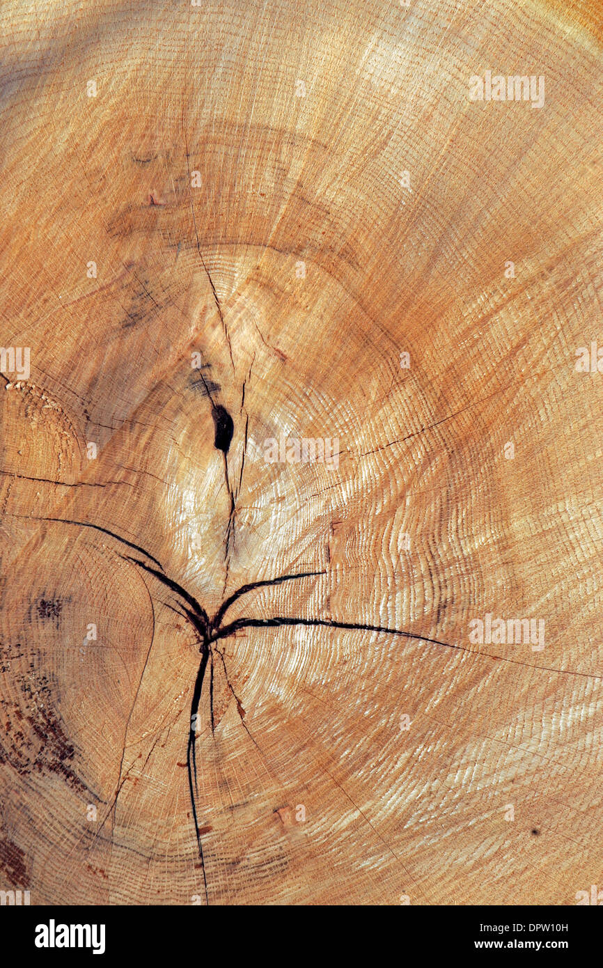 sawed maple log end Stock Photo - Alamy