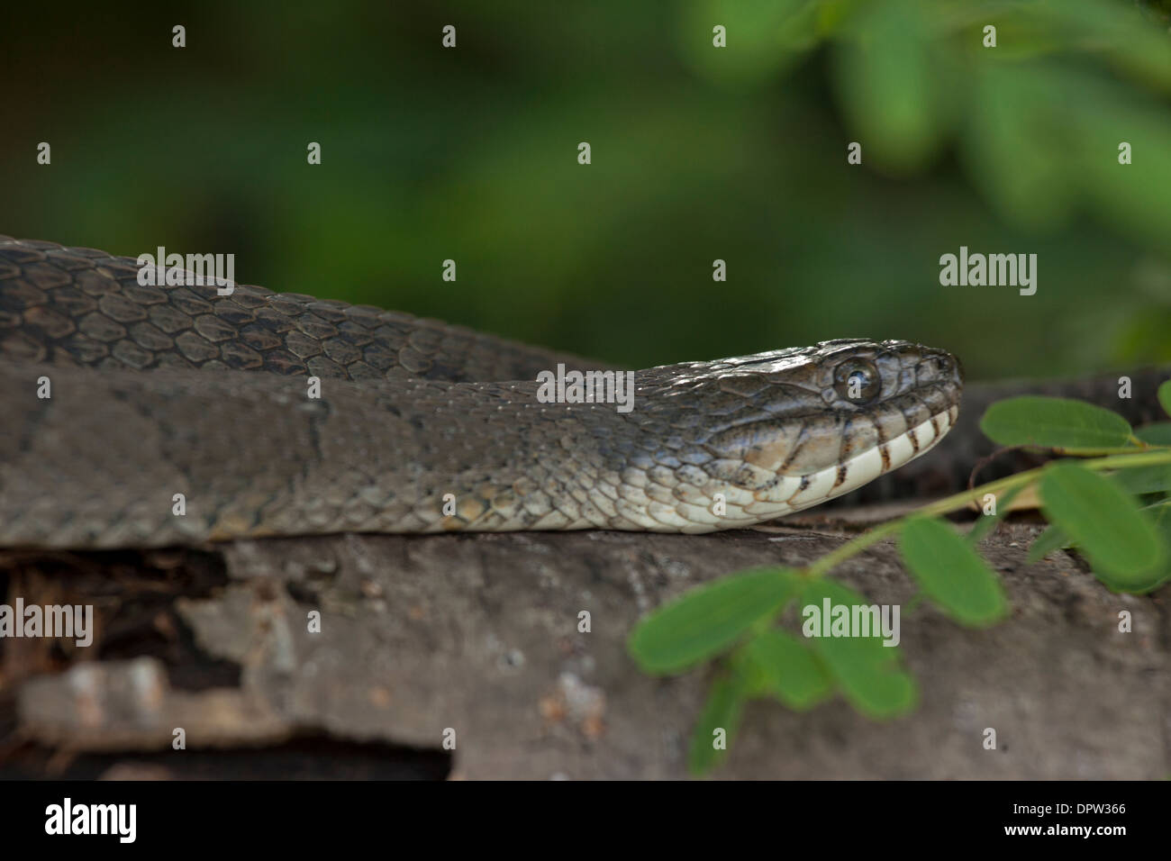 Northern water snake (Nerodia sipedon), New York, gravid female basking ...