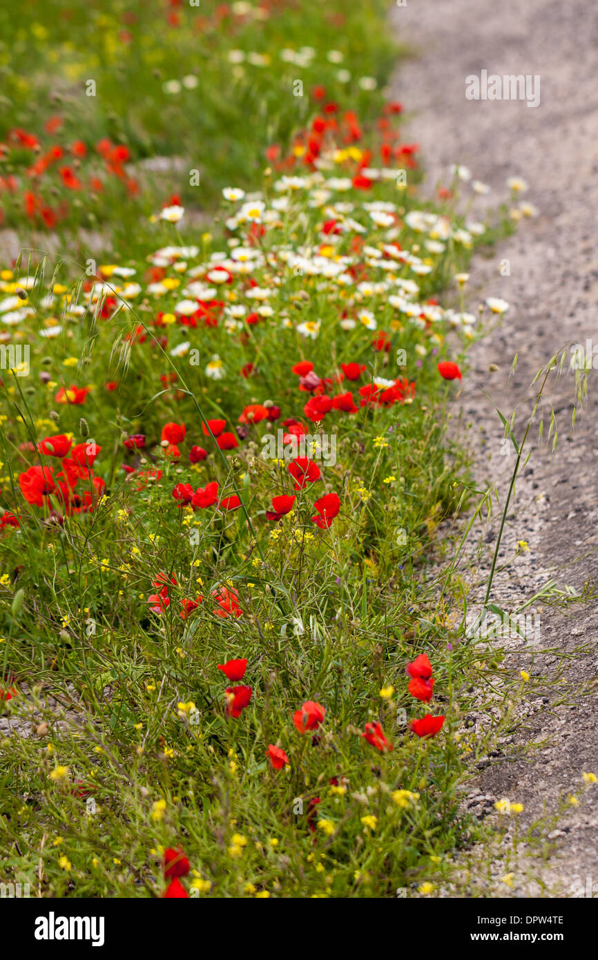 beautiful poppy field in red and green landscape nature background ...