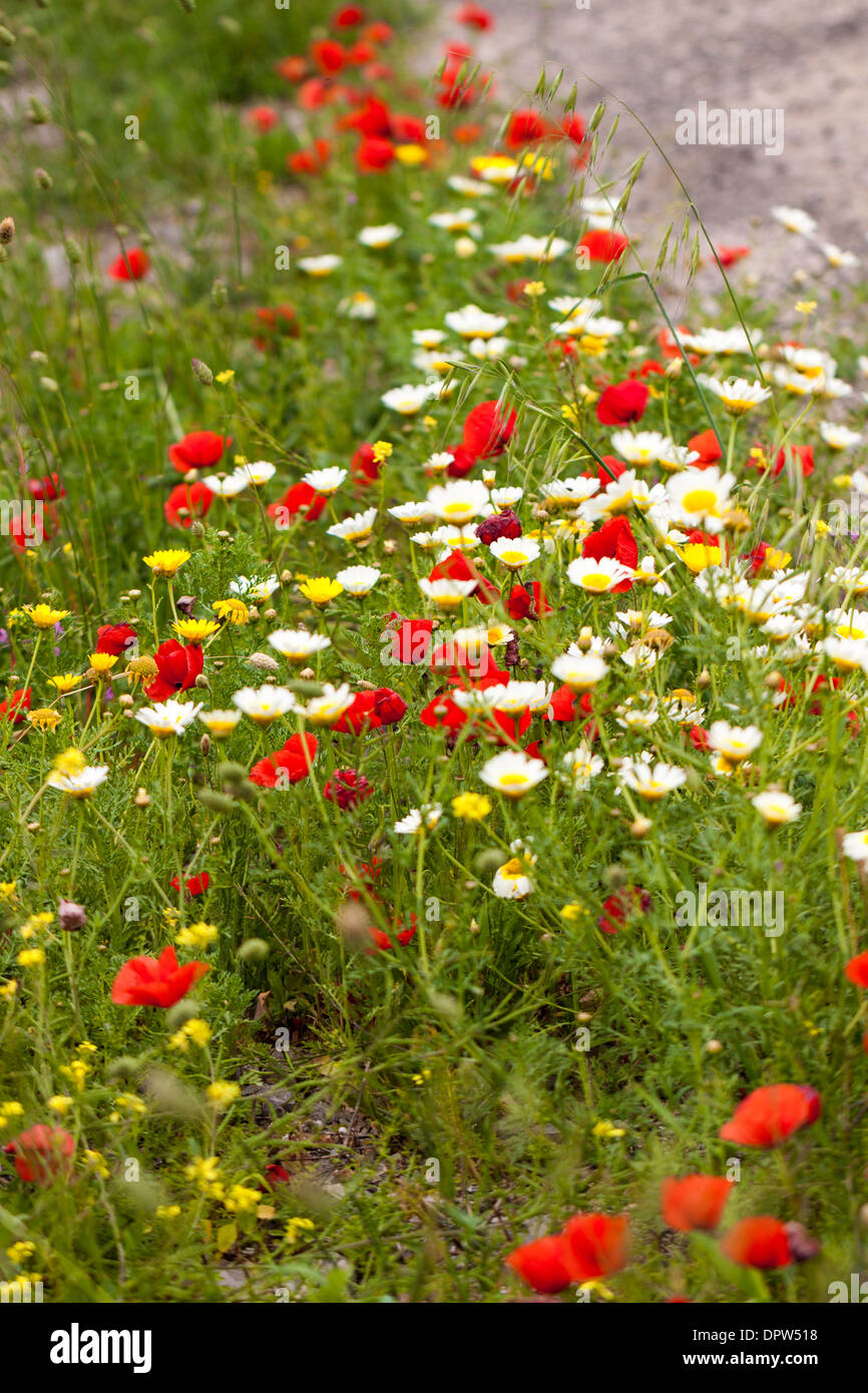 beautiful poppy field in red and green landscape nature background ...