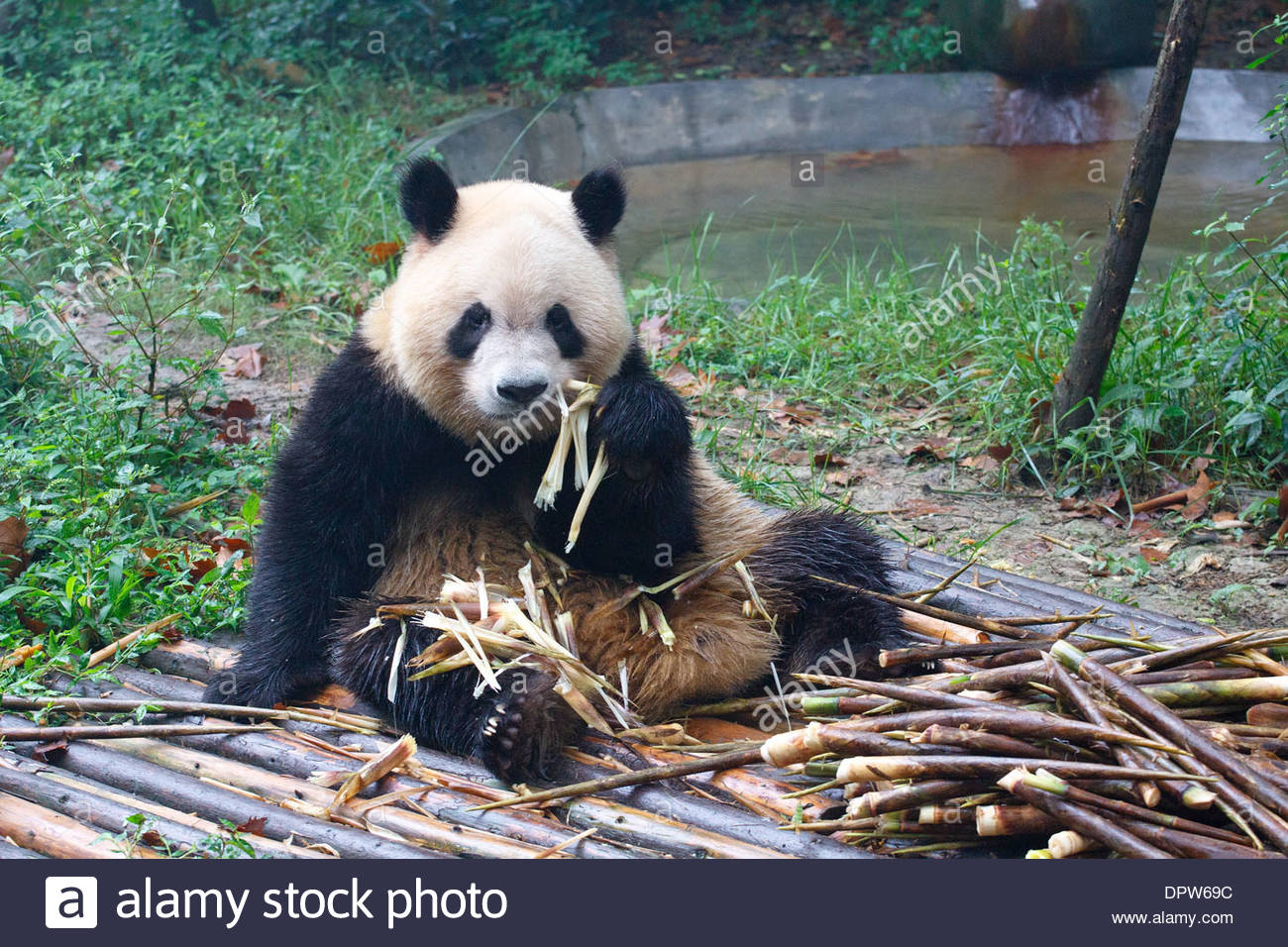 Giant panda animal feeding hi-res stock photography and images - Alamy