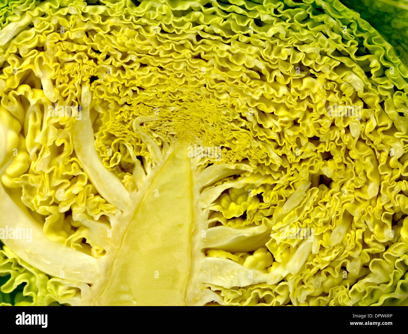 Savoy greens hi-res stock photography and images - Alamy