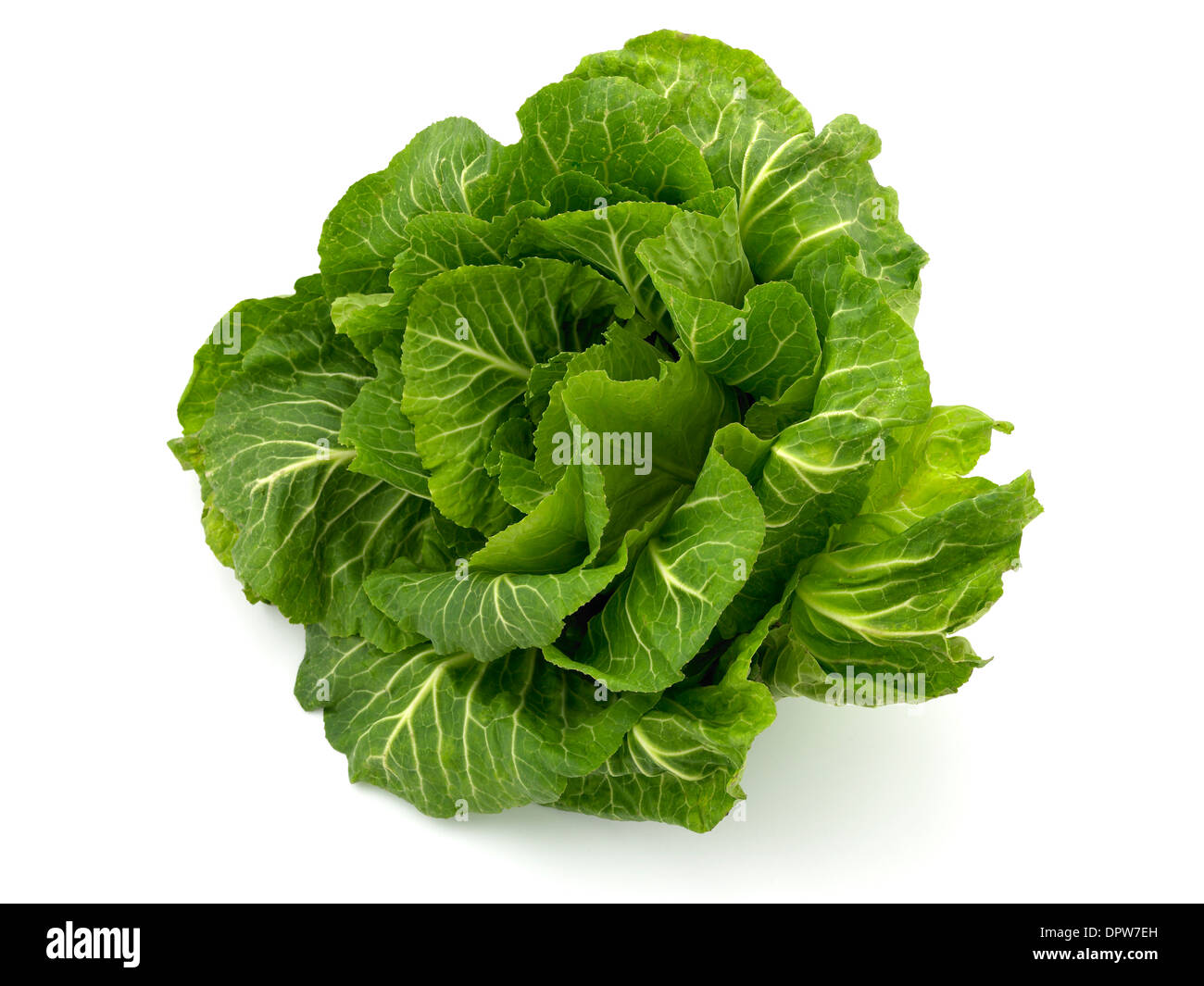 Brussels sprout crop Cut Out Stock Images & Pictures - Alamy