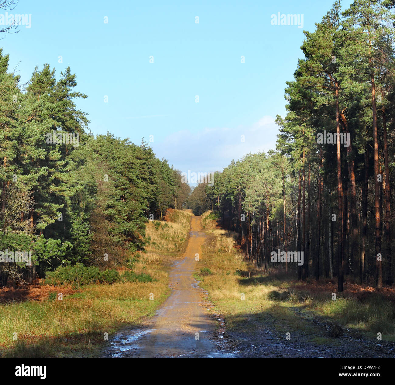 English Forest track in Winter sunshine Stock Photo - Alamy