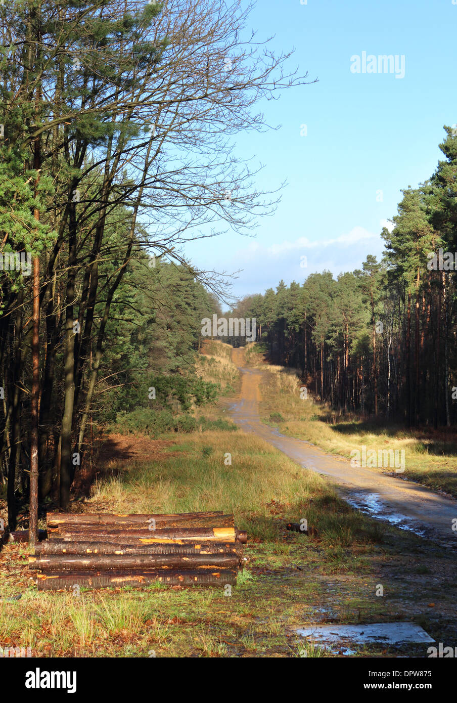 Track through pine forest hi-res stock photography and images - Alamy