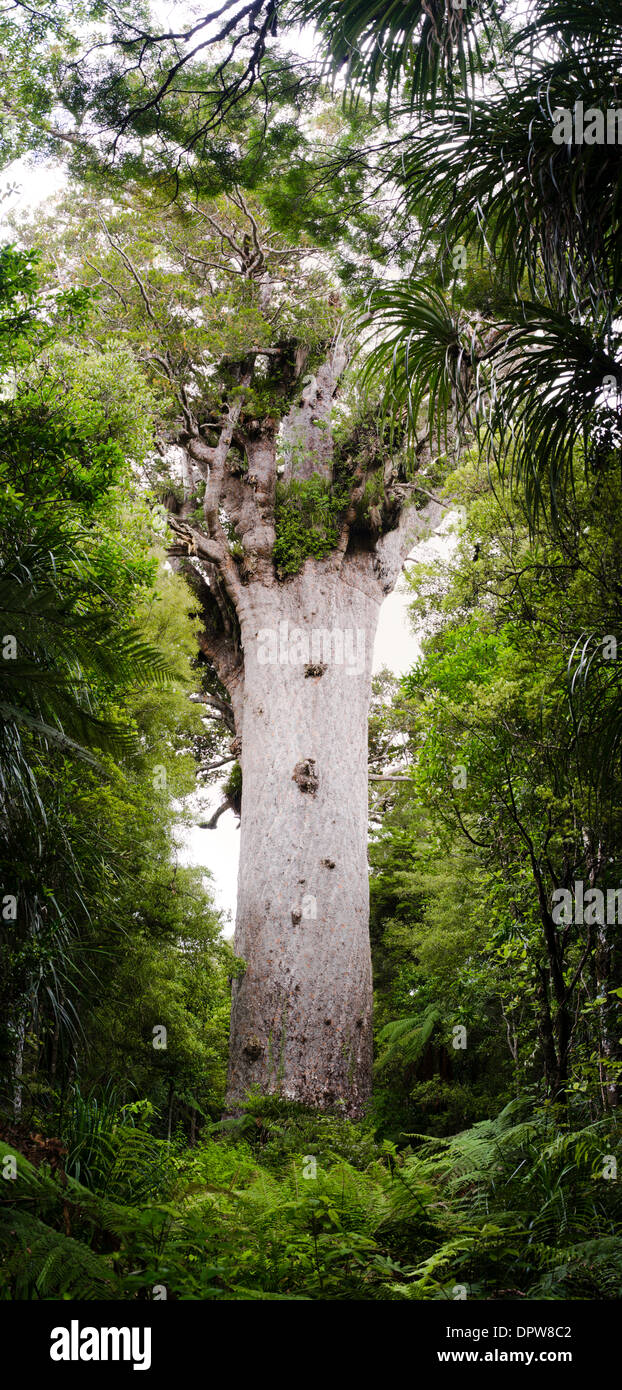 Tane Mahuta, the largest living Kauri tree left standing in New Zealand ...