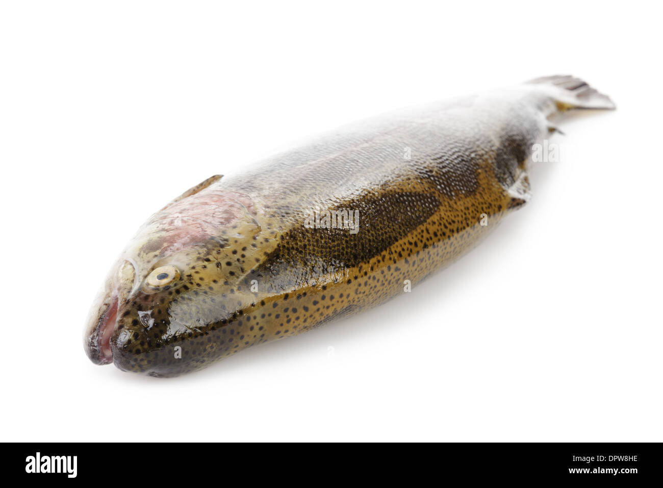 fresh whole trout, isolated on white background Stock Photo - Alamy