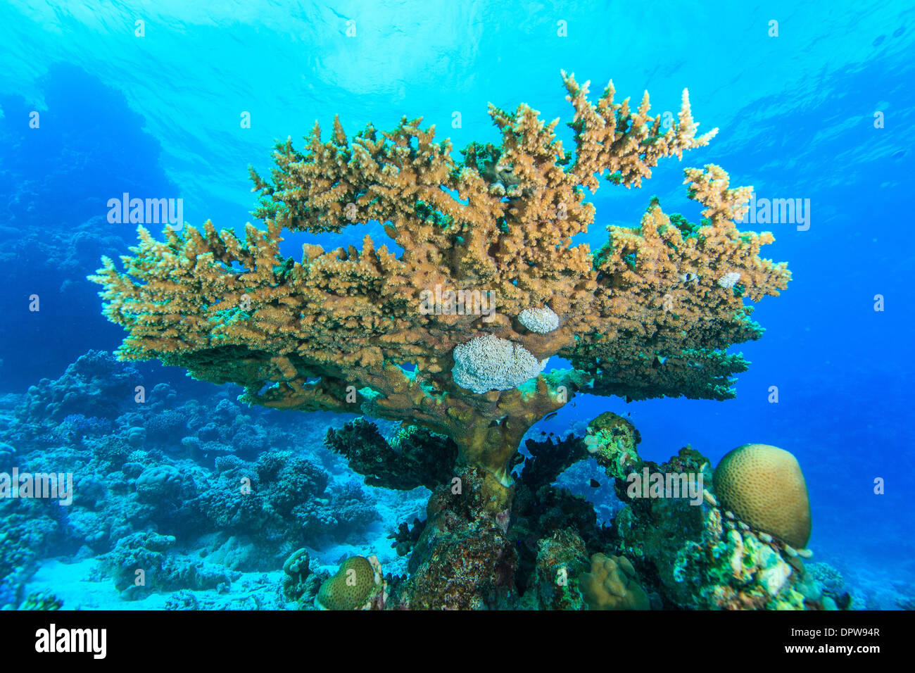 Marine Life in the Red Sea Stock Photo - Alamy