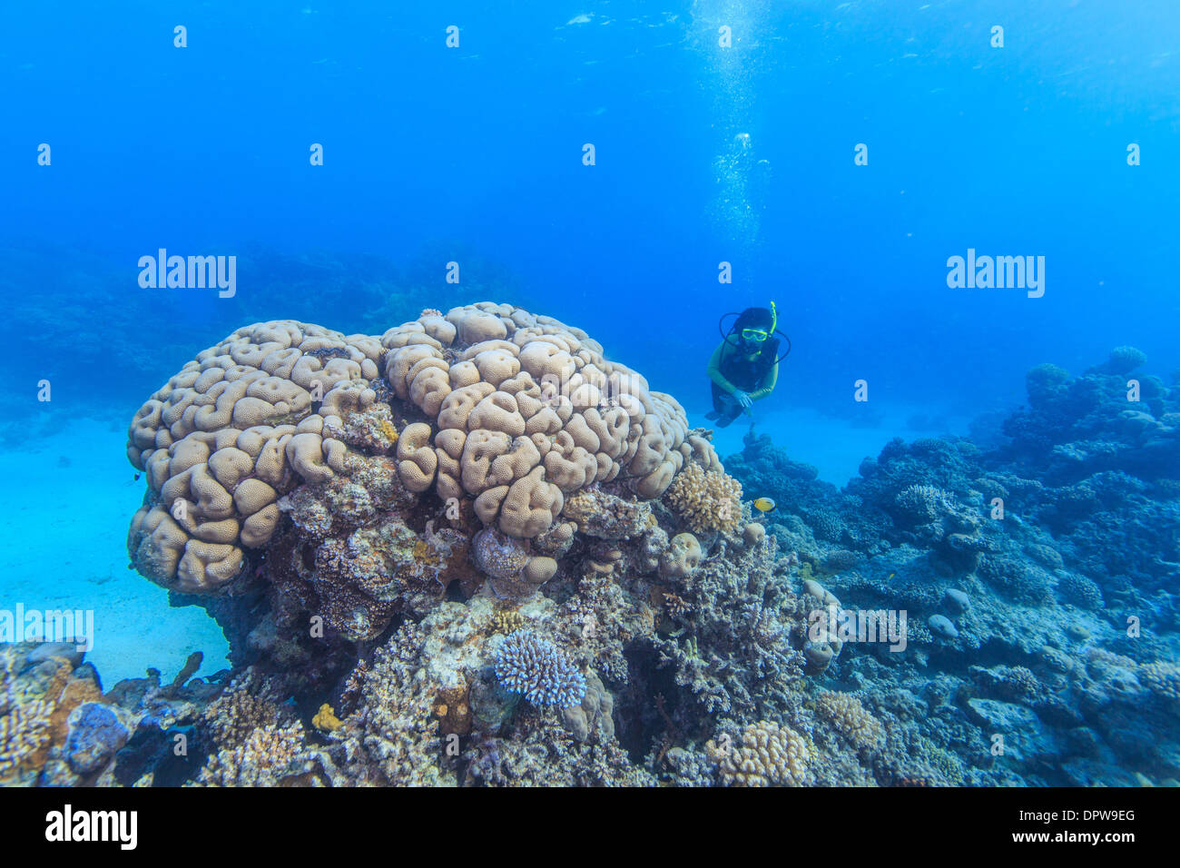 Marine Life in the Red Sea Stock Photo - Alamy