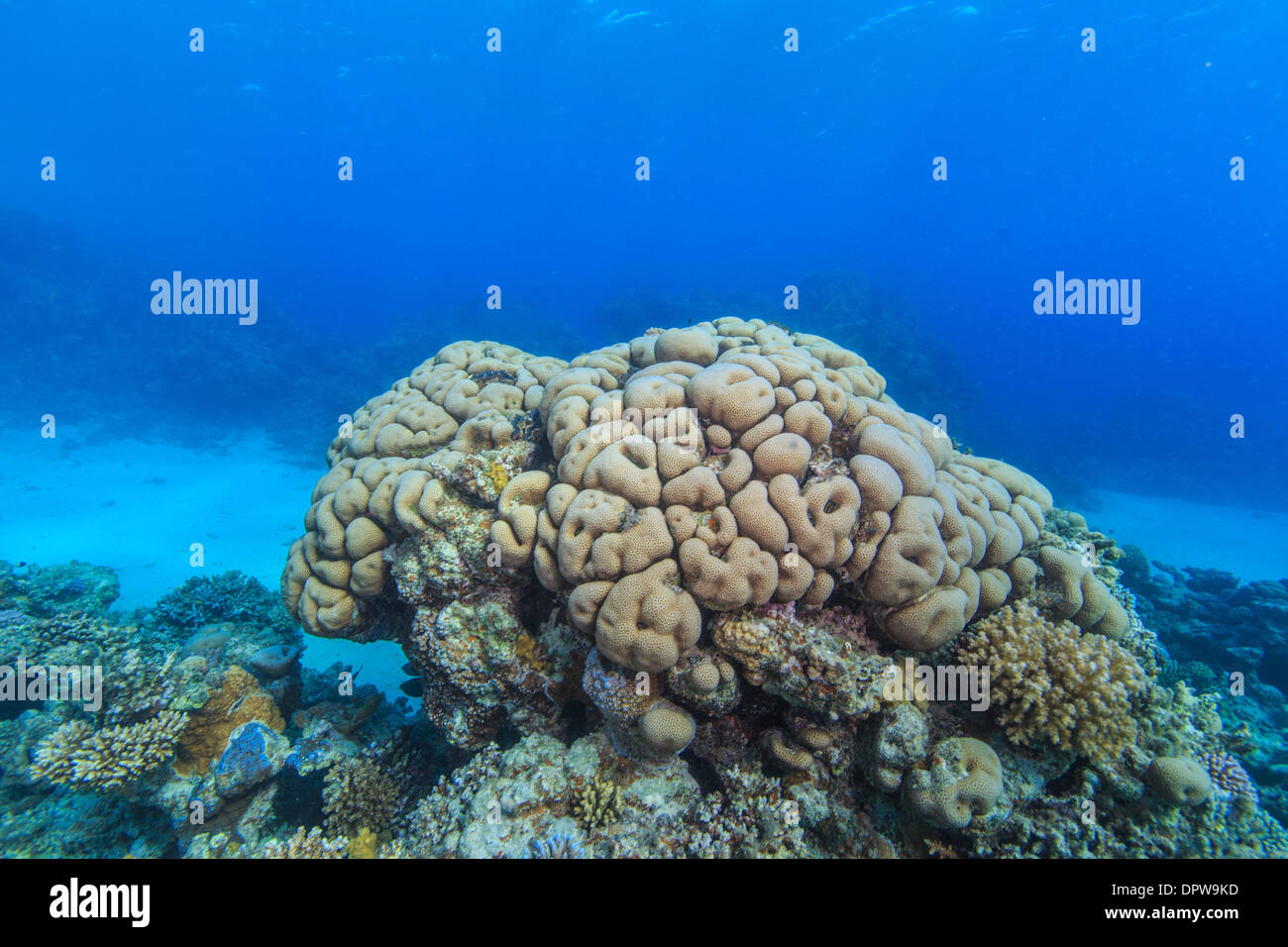 Marine Life in the Red Sea Stock Photo - Alamy