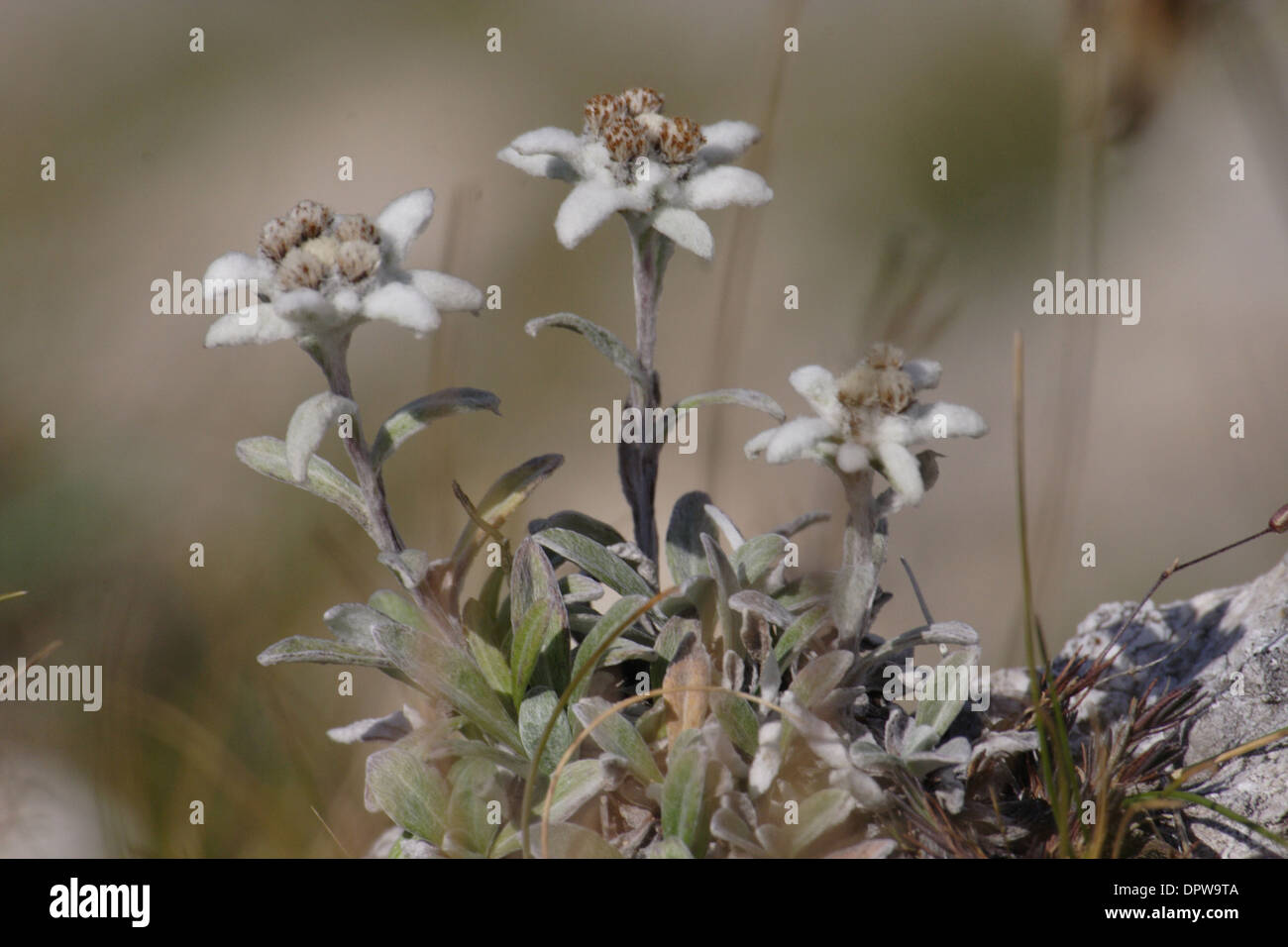 Edelweiss in mountains hi-res stock photography and images - Alamy