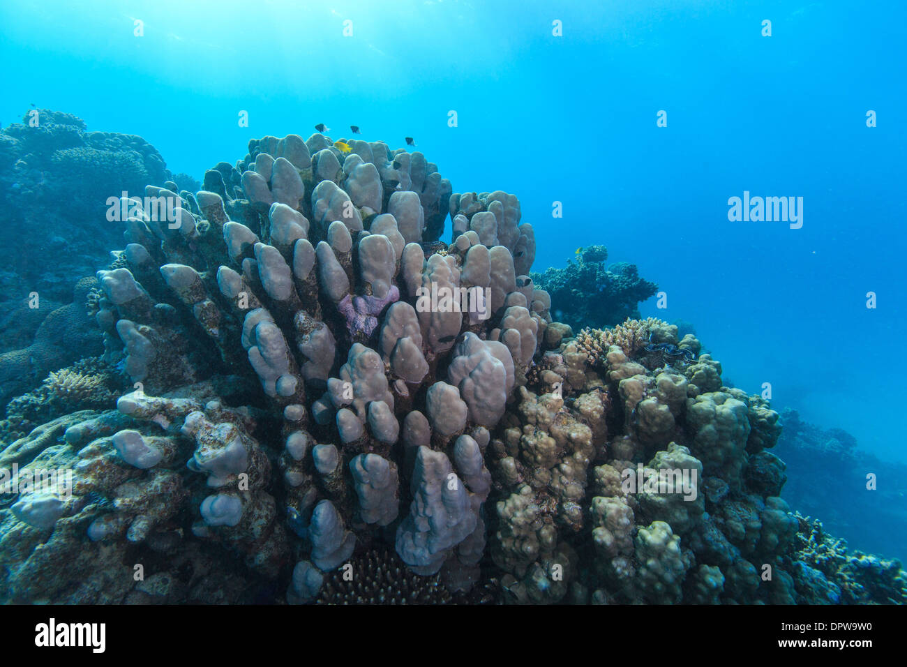 Marine Life in the Red Sea Stock Photo - Alamy
