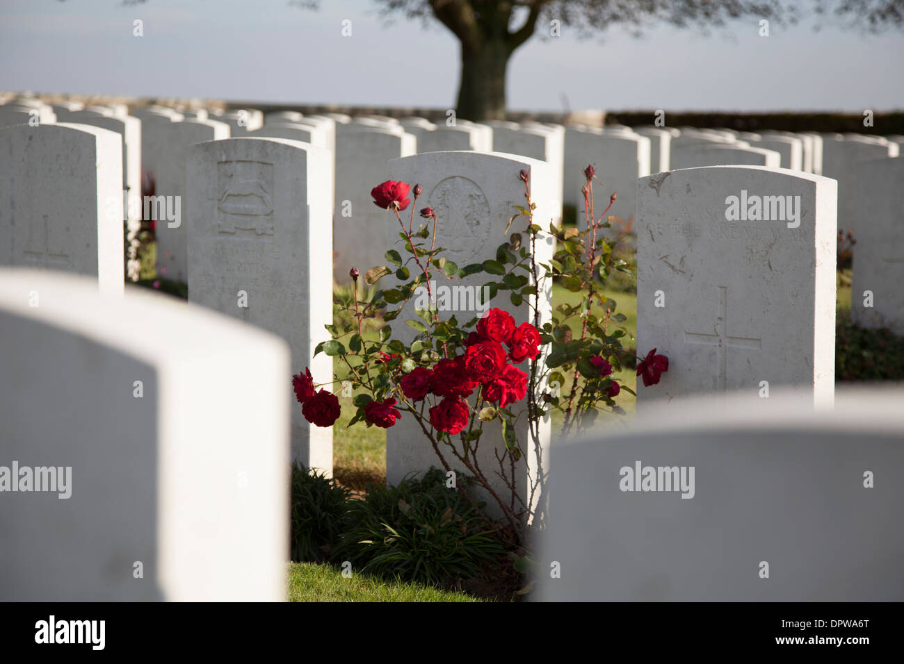 Red rose bush amongst graves at the Adanac Military Cemetery Stock ...