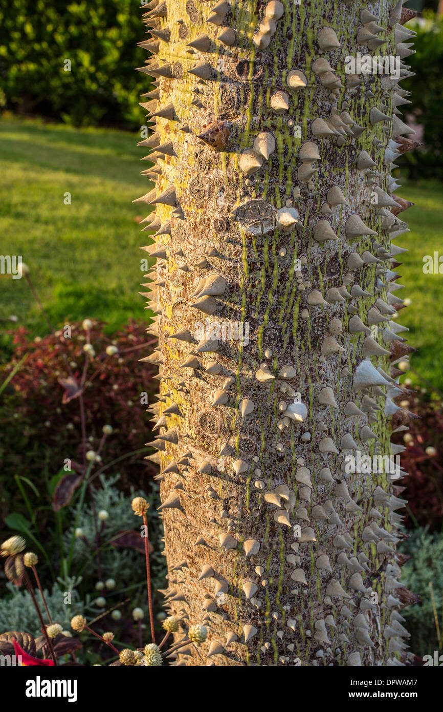 silk floss tree Stock Photo - Alamy