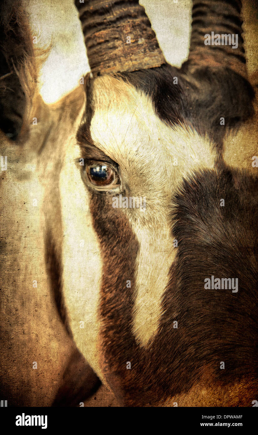 Gemsbok face hi-res stock photography and images - Alamy
