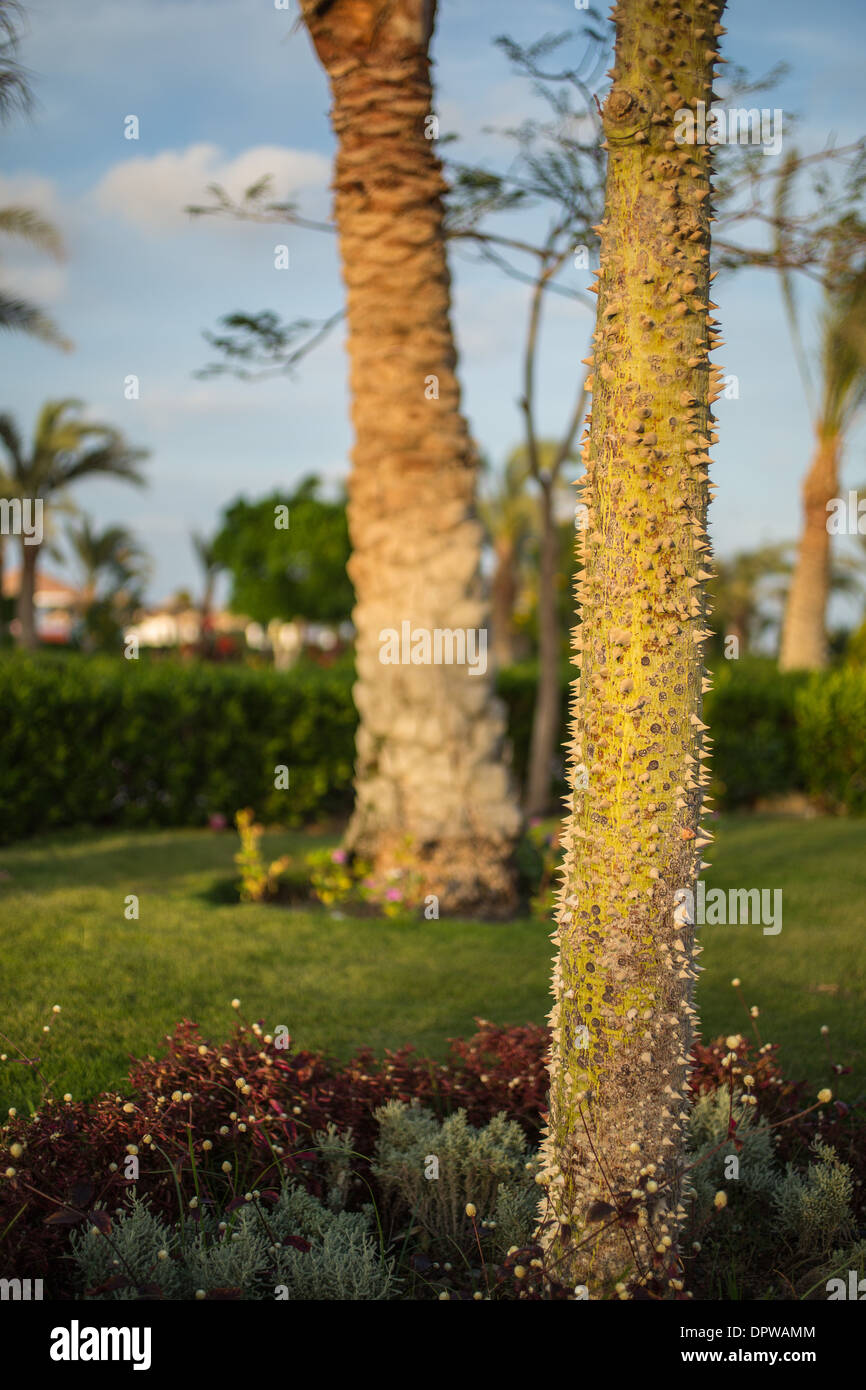 silk floss tree Stock Photo - Alamy