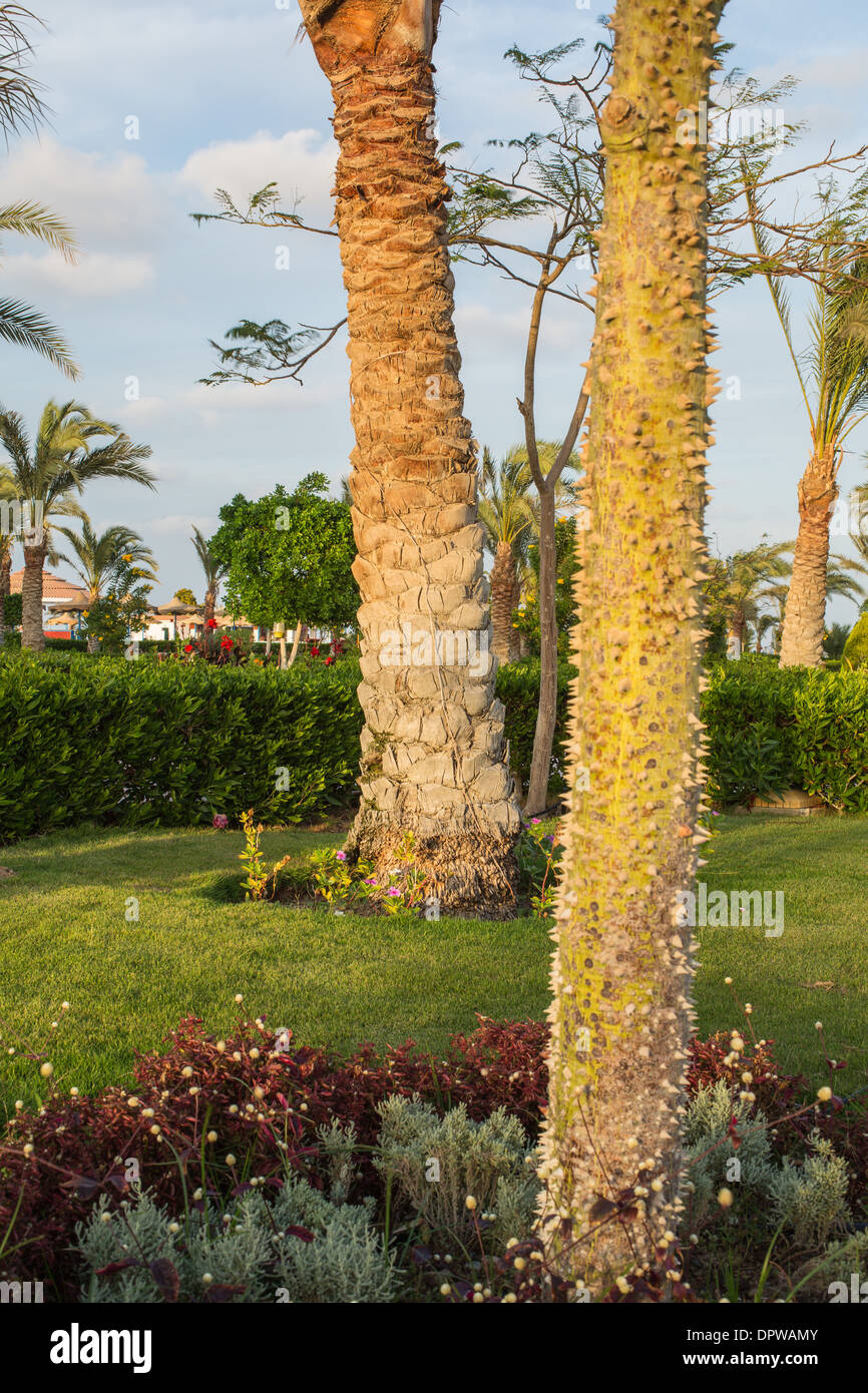 silk floss tree Stock Photo - Alamy