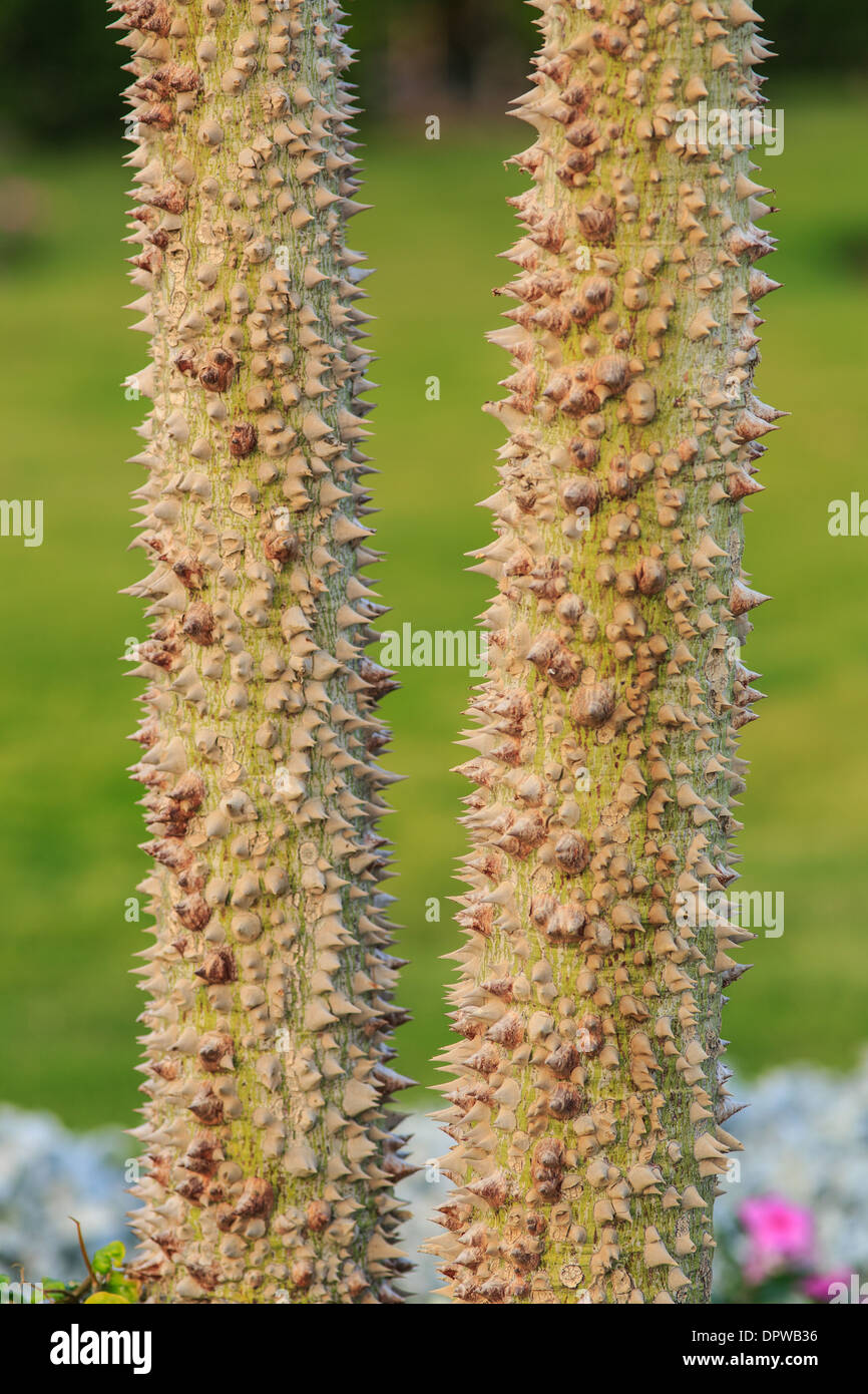 silk floss tree Stock Photo - Alamy