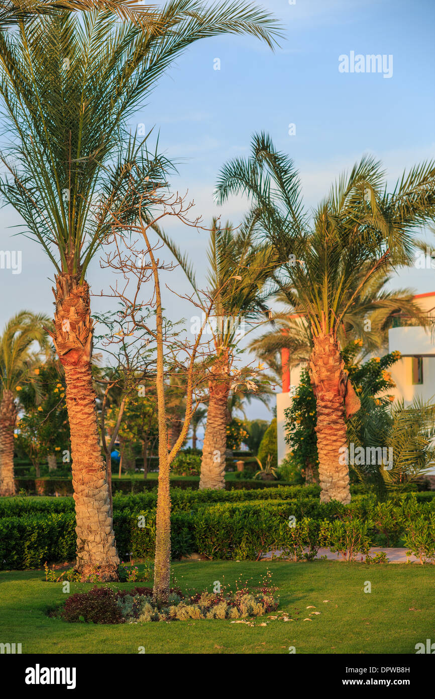 silk floss tree Stock Photo - Alamy
