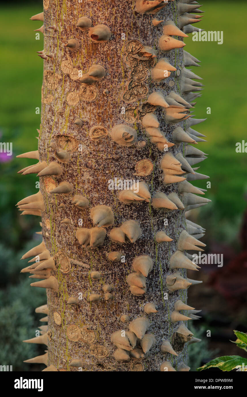 silk floss tree Stock Photo - Alamy