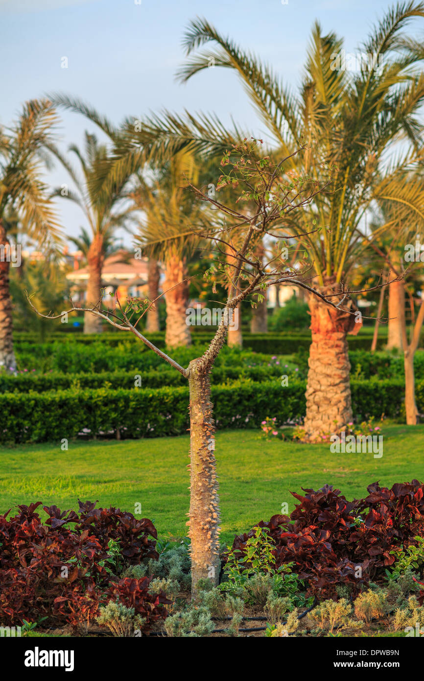 silk floss tree Stock Photo - Alamy