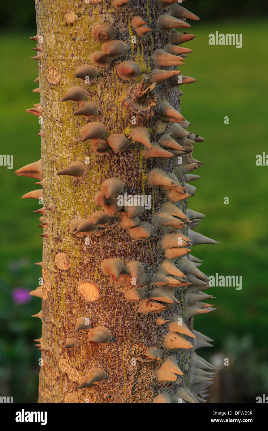 silk floss tree Stock Photo - Alamy