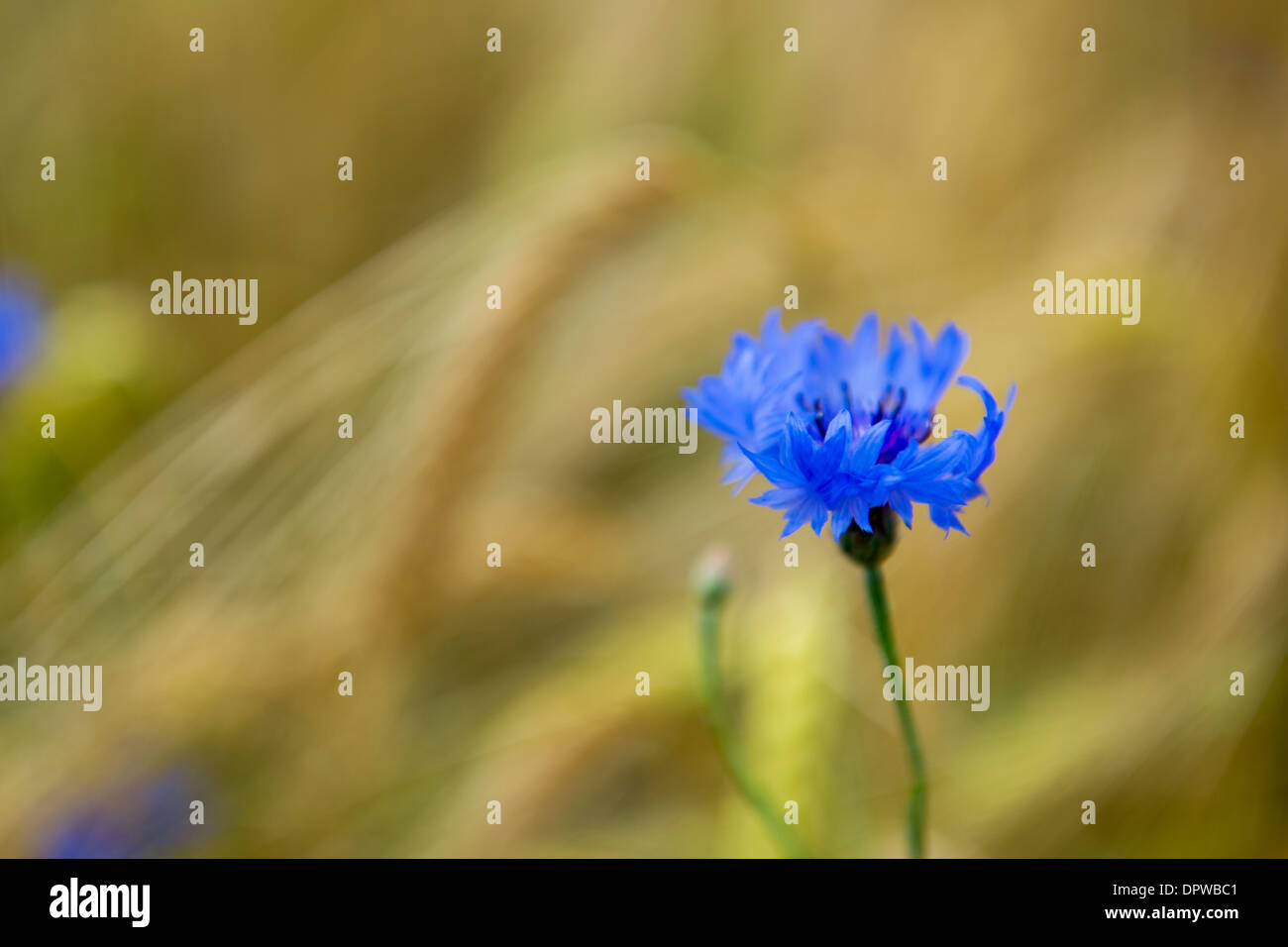 Corn flowers hi-res stock photography and images - Alamy
