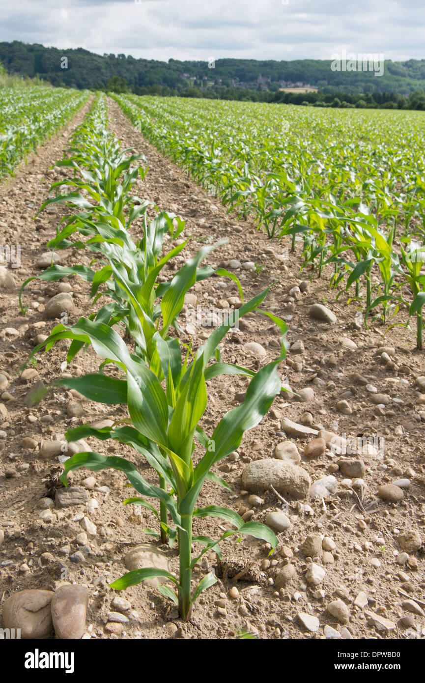 Grain field young plants hi-res stock photography and images - Alamy