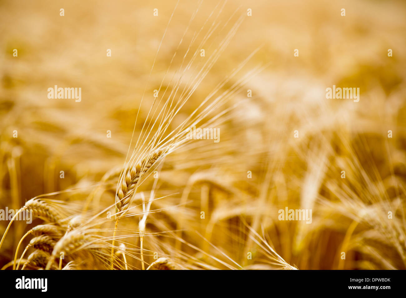Beautiful corn field design hi-res stock photography and images - Alamy