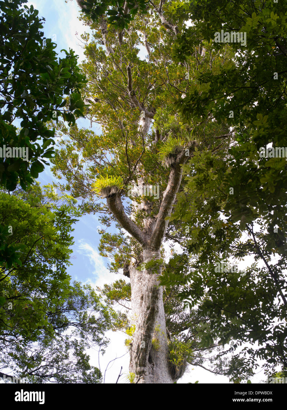 Low-angle view of a rare, endangered kauri tree (Agathis australis ...