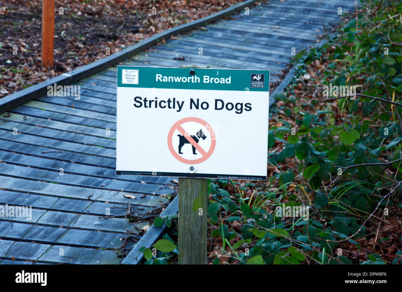 Strictly no dogs hi-res stock photography and images - Alamy
