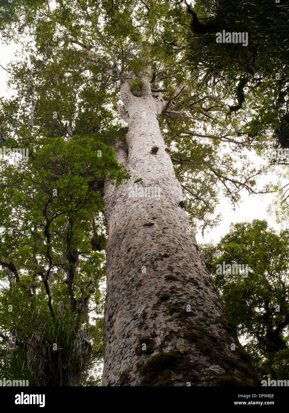 Low-angle view of a rare, endangered kauri tree (Agathis australis ...