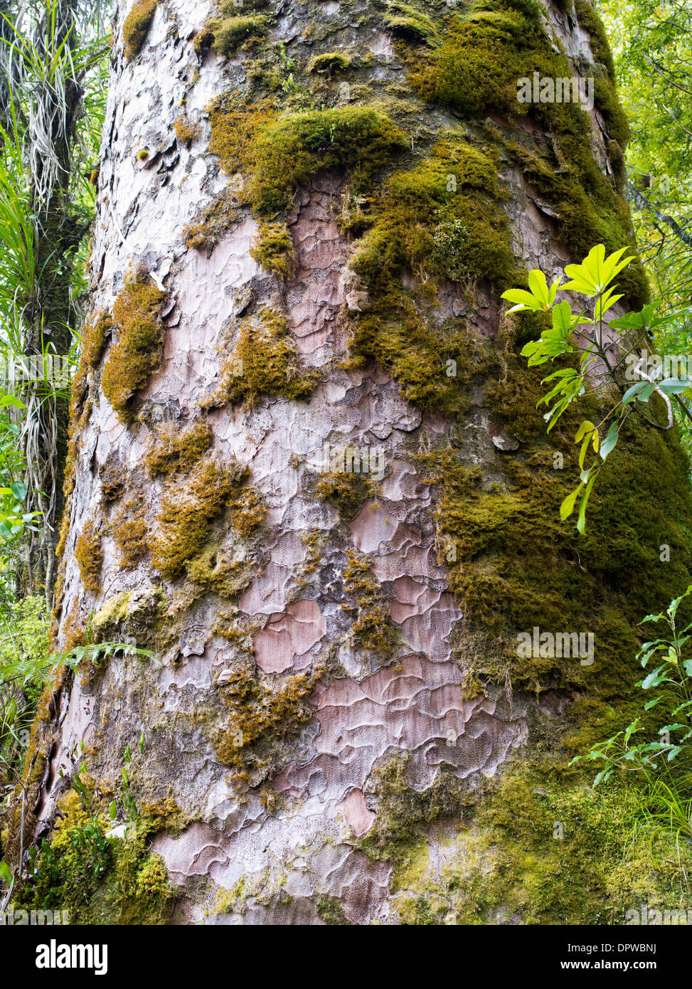 Closeup view of a rare, endangered kauri tree (Agathis australis) from ...