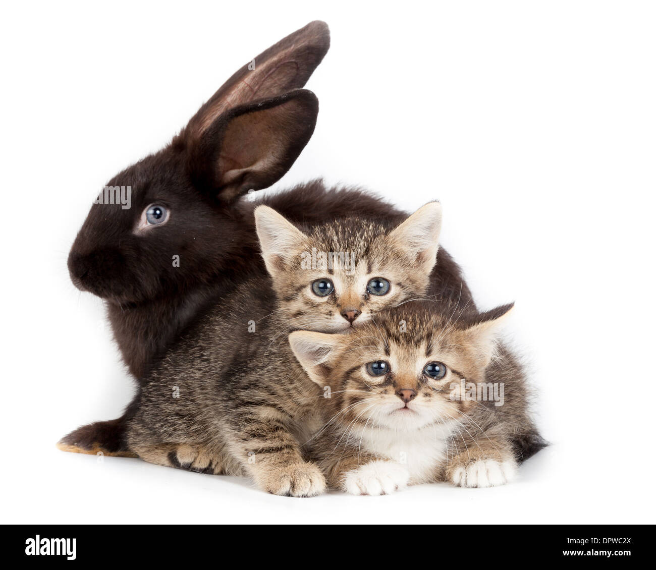 Friendship in animals hi-res stock photography and images - Alamy