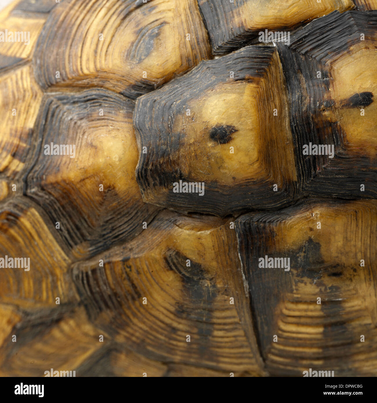 Tortoise shell hi-res stock photography and images - Alamy