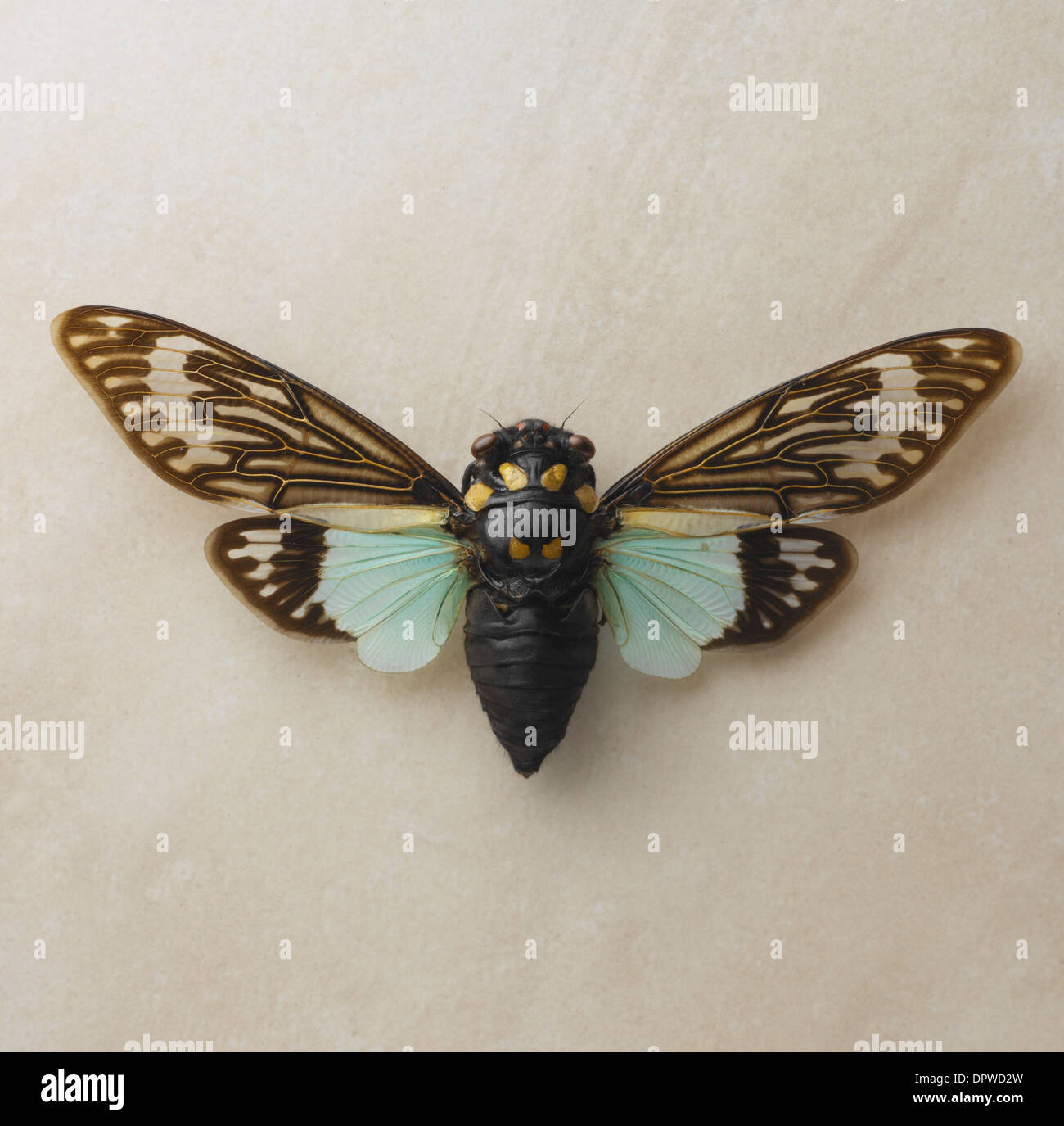 Moths around a light hi-res stock photography and images - Alamy
