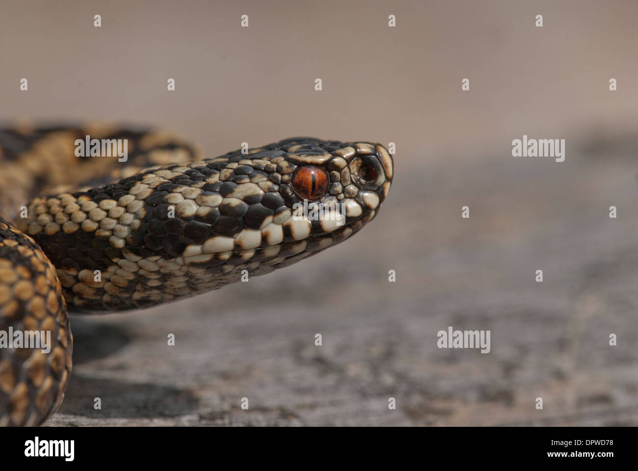 Female adder vipera berus close hi-res stock photography and images - Alamy