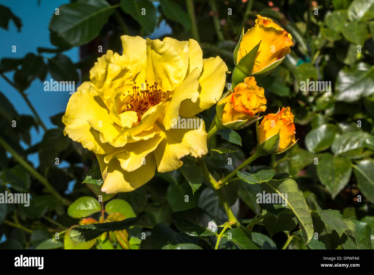 Wet yellow rose hi-res stock photography and images - Alamy