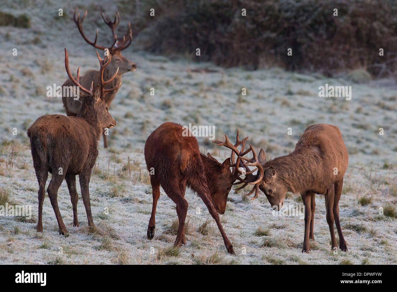 Ashton frost hi-res stock photography and images - Alamy