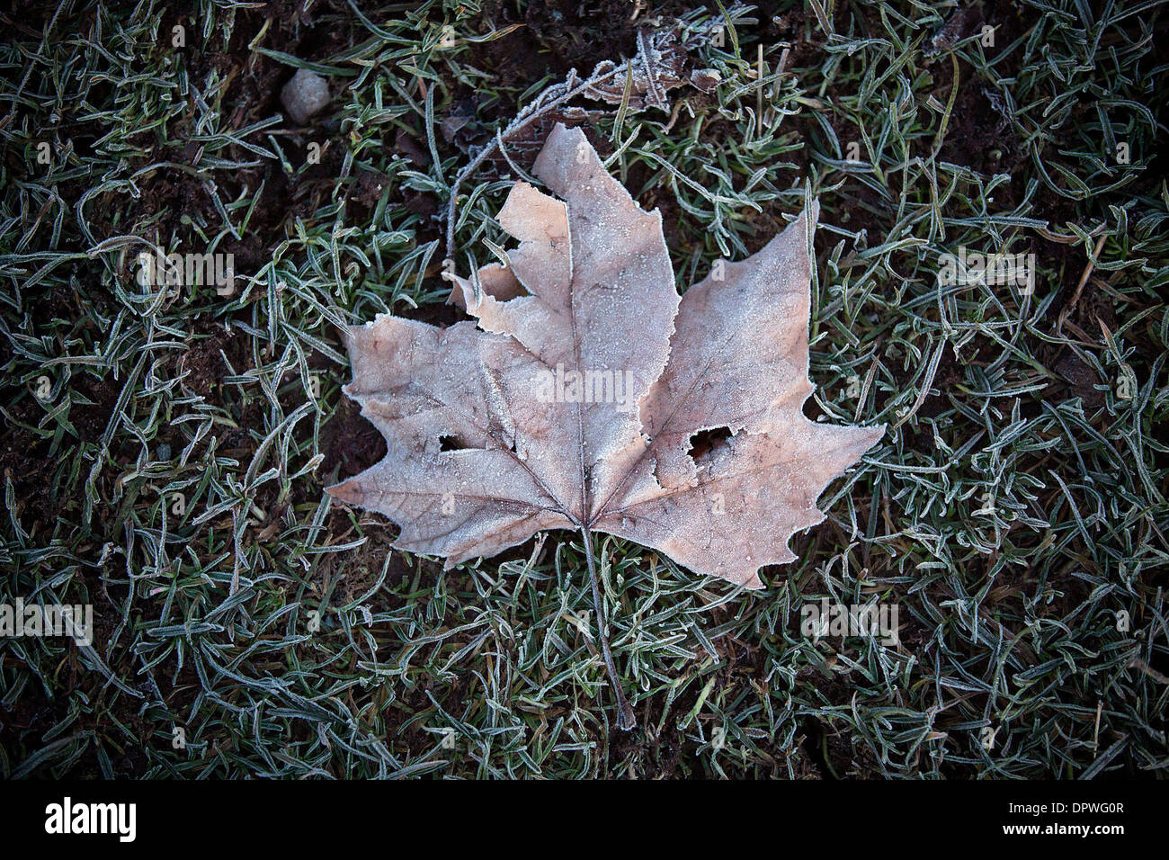 A frost covered leaf at Ashton Court, Bristol as the weather begins to ...