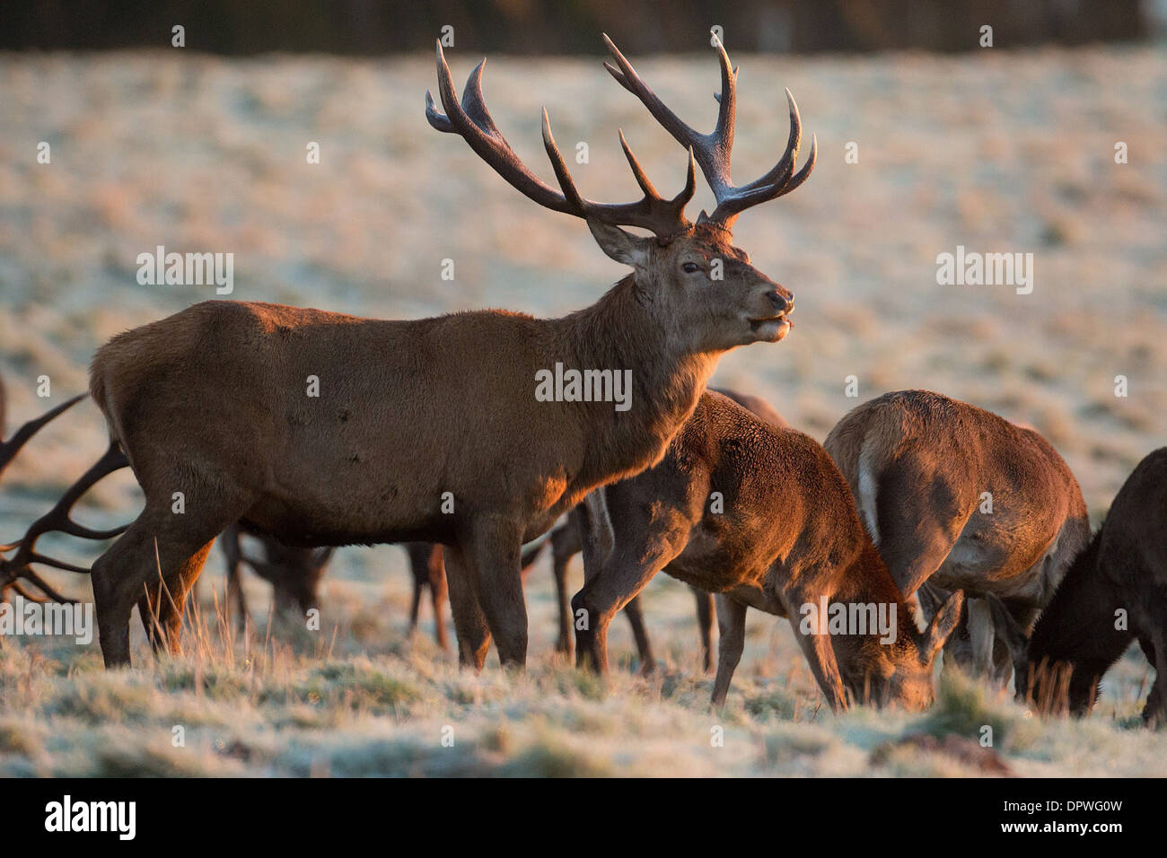 Ashton frost hi-res stock photography and images - Alamy